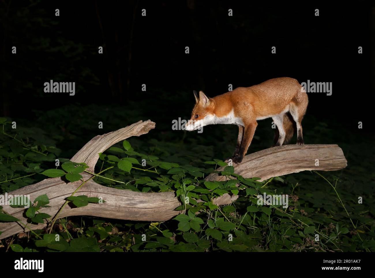 Fallen tree in a dark forest hi-res stock photography and images - Alamy