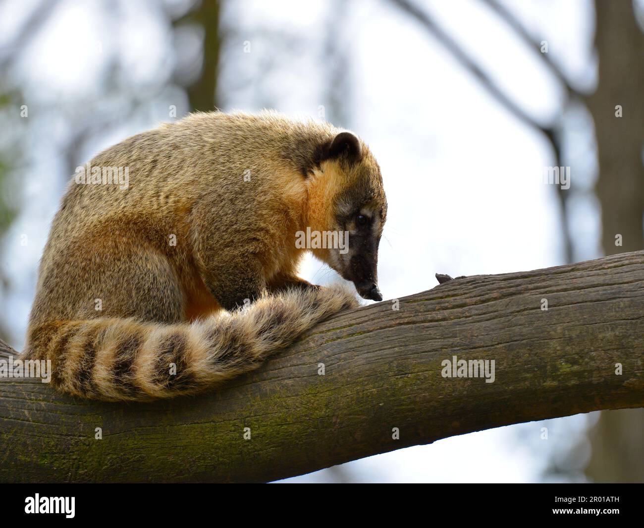 South American Coati, or Ring-tailed Coati (Nasua nasua) sitting on branch tree and seen from ...