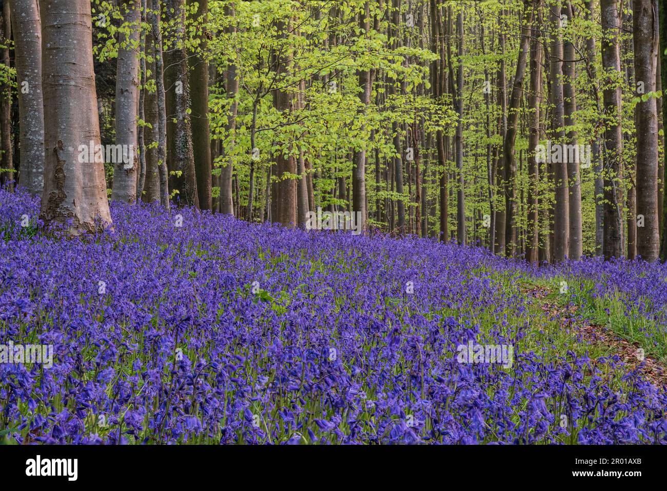 Beautiful Spring bluebell forest giving calm peaceful feeling in ...