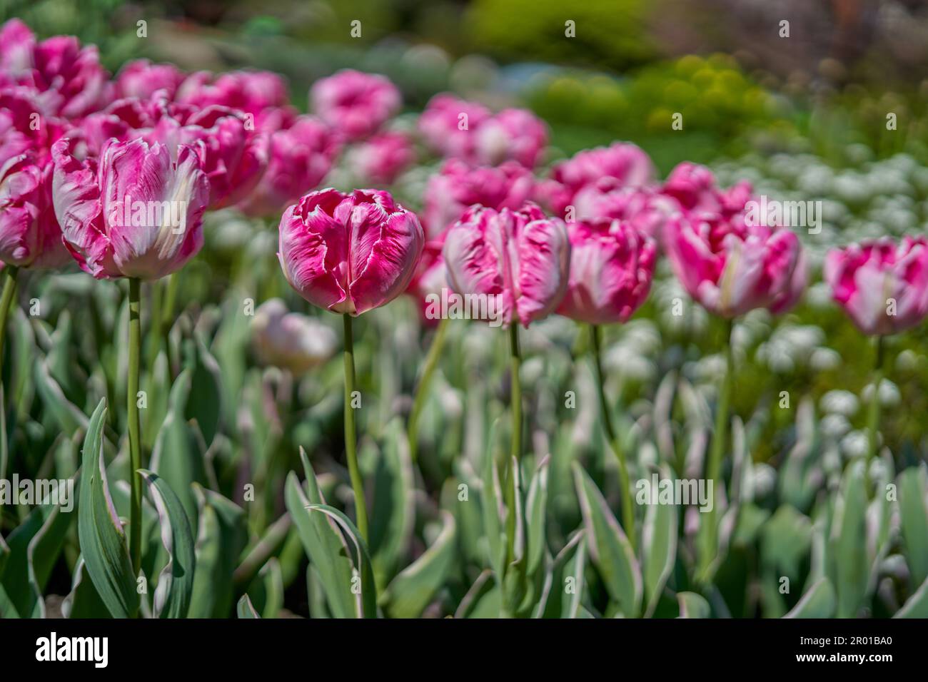 Many spring flowers in full bloom in a spring sunshine Stock Photo - Alamy