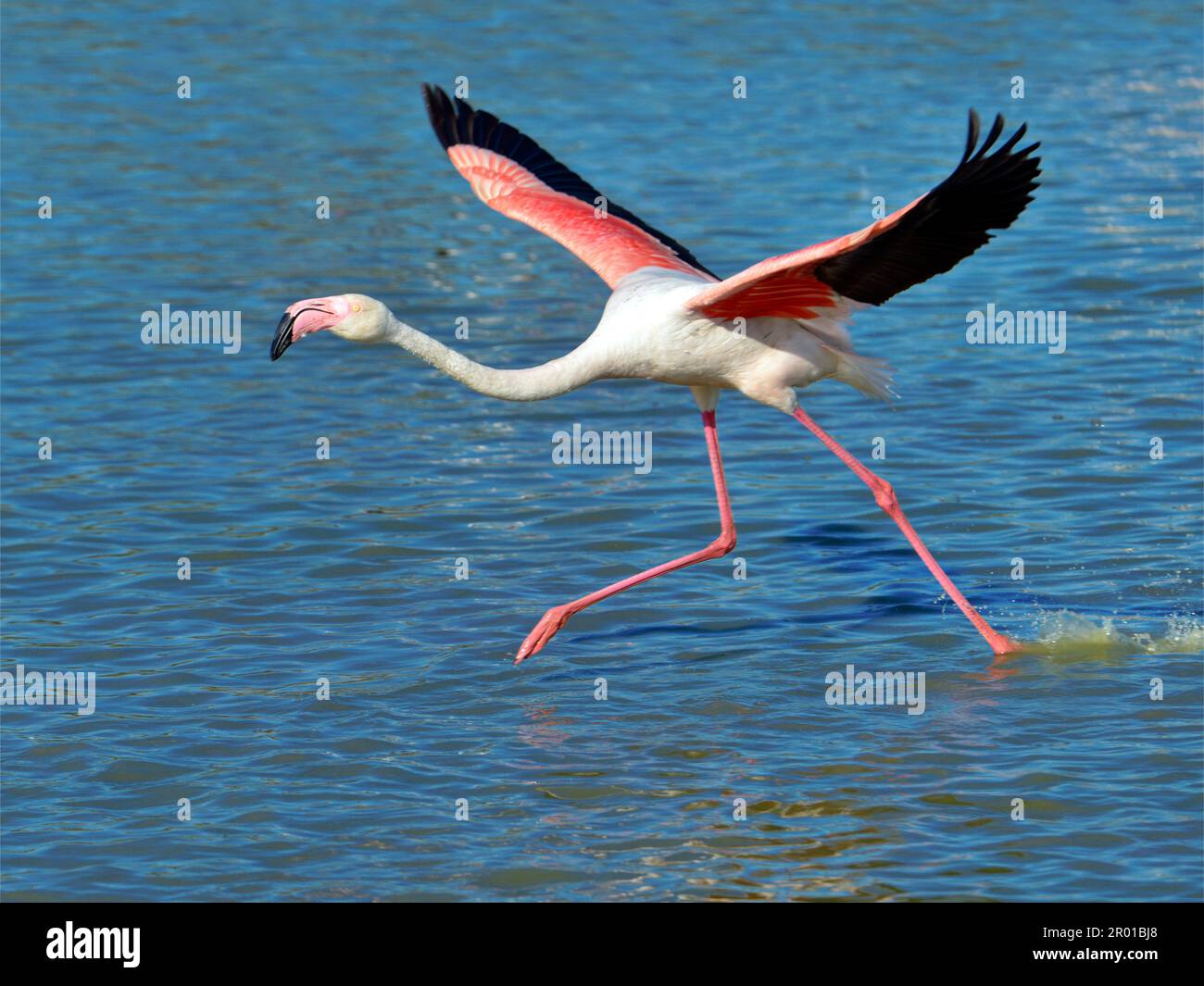 Flamingo running on water (Phoenicopterus ruber) before flying off, in ...