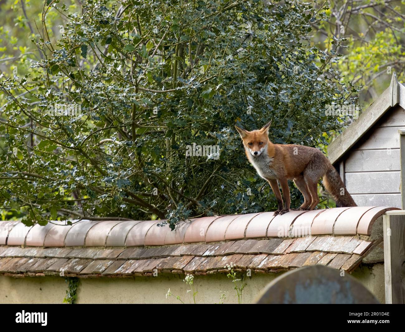 On building roof hi-res stock photography and images - Alamy