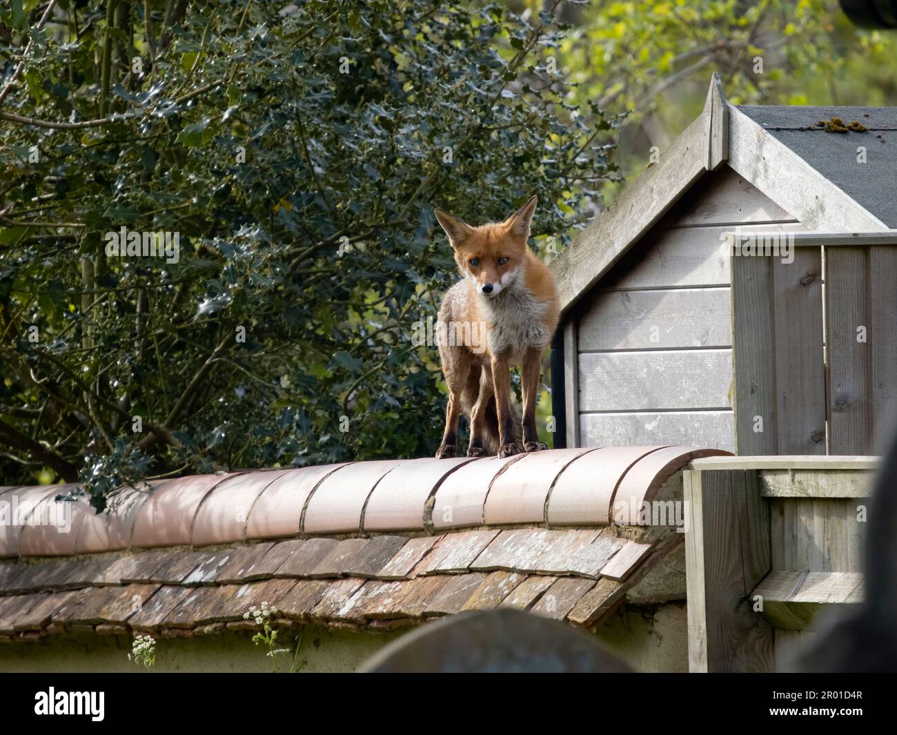 Fox on roof hi-res stock photography and images - Alamy