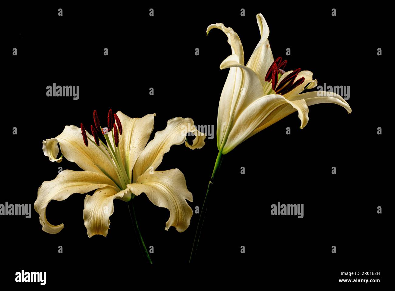 Close detail of White Stargazer lilies.Taken With A Black Background ...