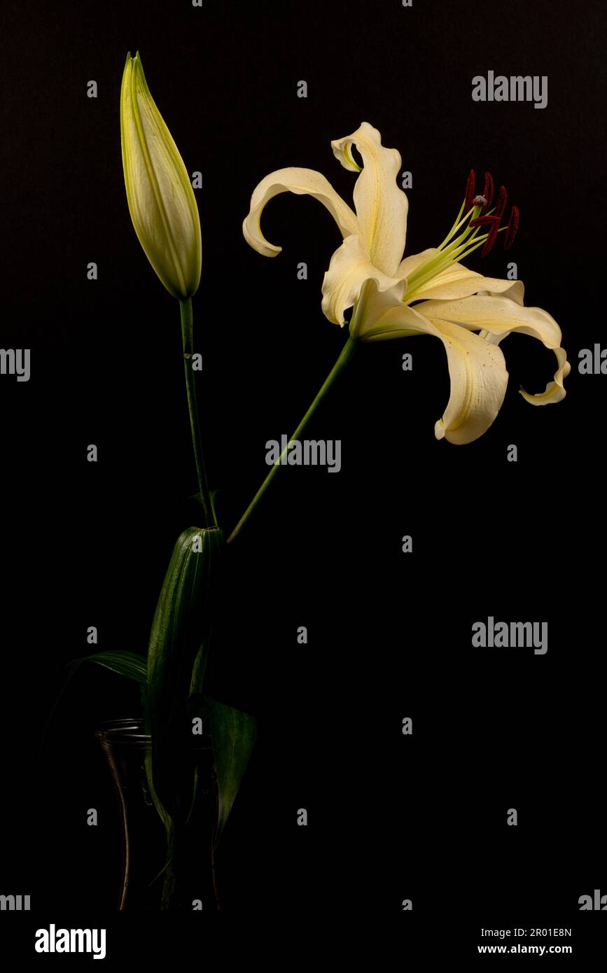 Close detail of White Stargazer lilies.Taken With A Black Background ...