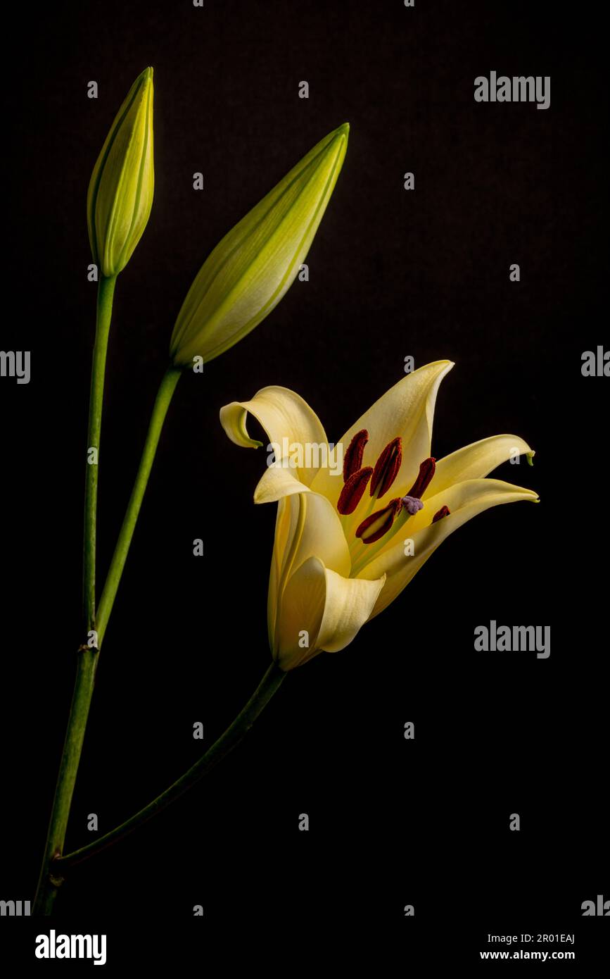 Close detail of White Stargazer lilies.Taken With A Black Background ...