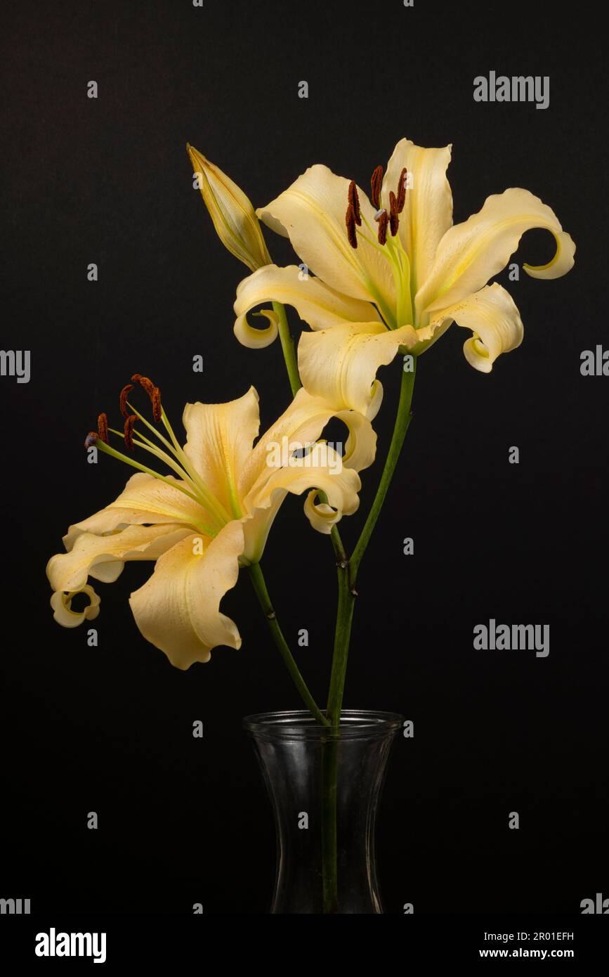 Close detail of White Stargazer lilies.Taken With A Black Background ...