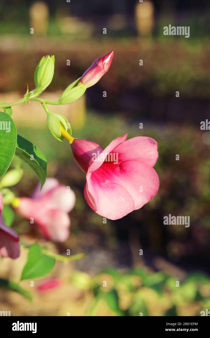 Allamanda flower hi-res stock photography and images - Alamy