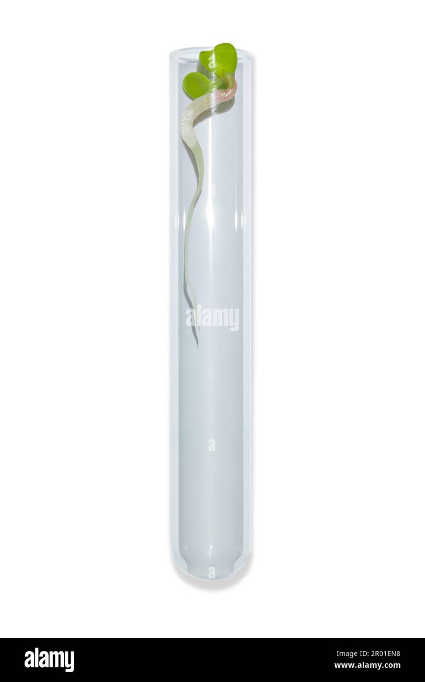 A laboratory test tube with a plant sprout isolated on a white ...