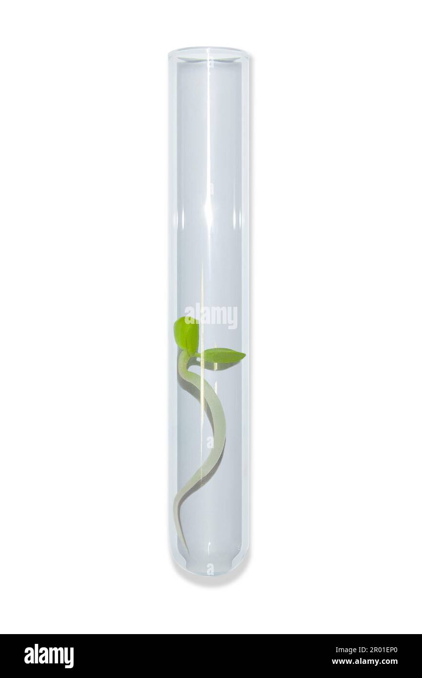 A laboratory test tube with a plant sprout isolated on a white ...