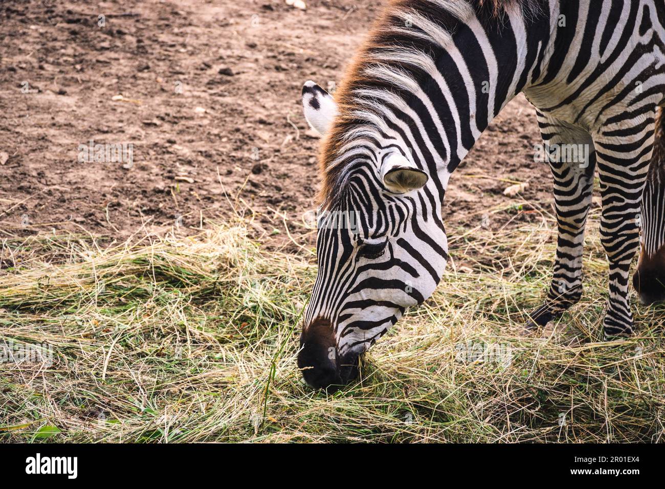 Cute zebra in nature. Black and white striped animals on green grass ...