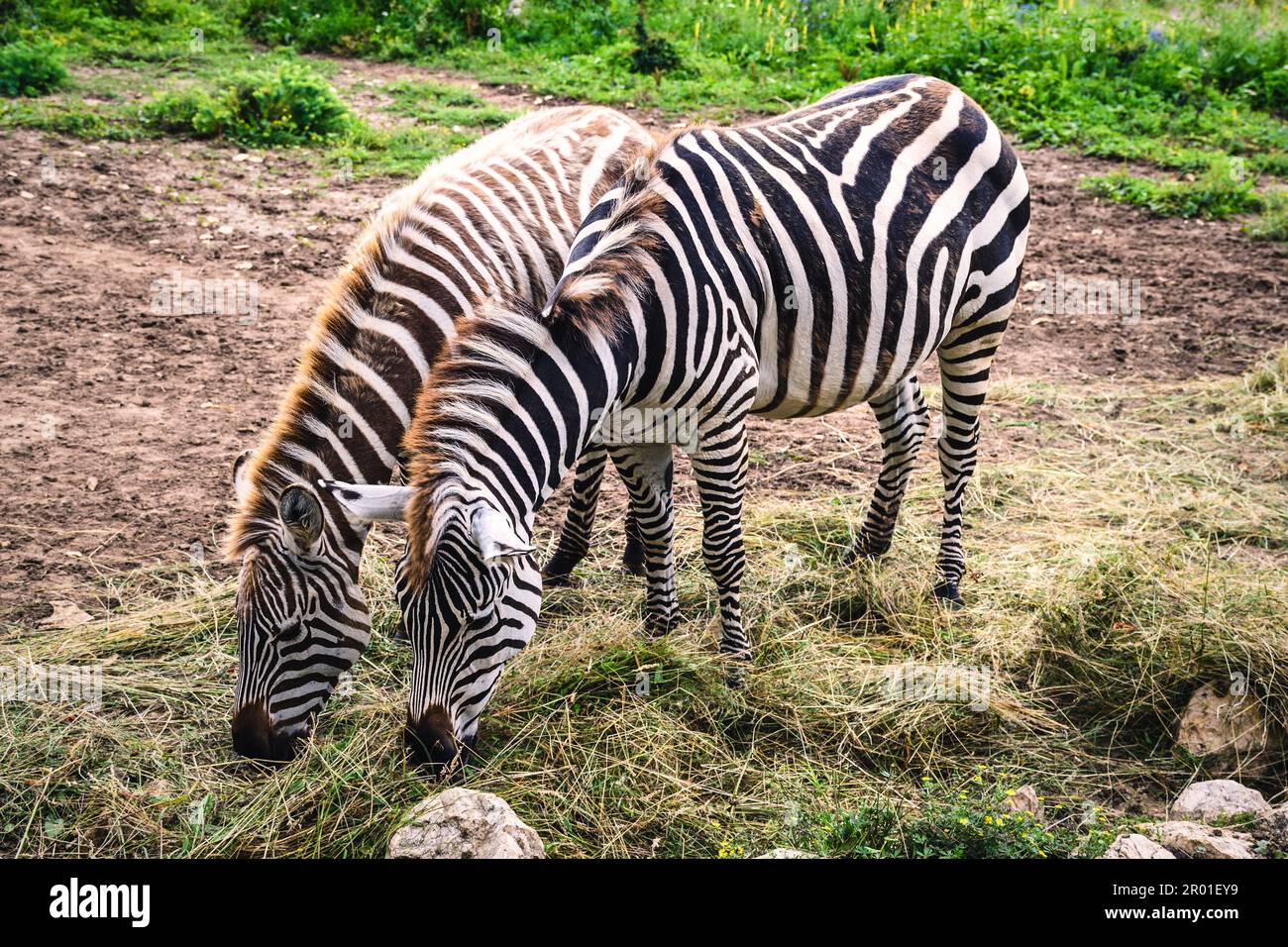 Cute zebras in nature. Black and white striped animals on green grass Stock Photo - Alamy