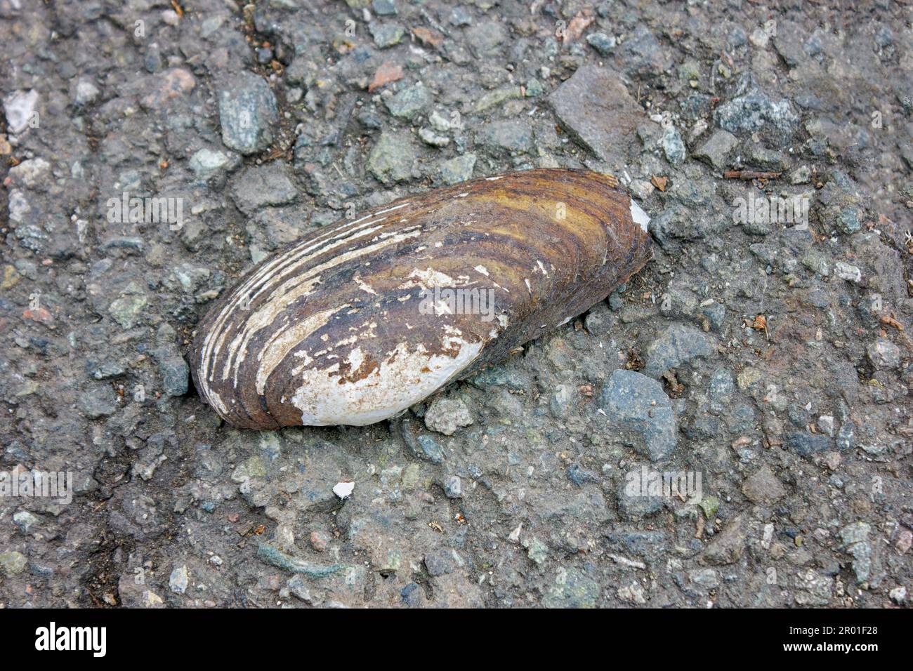 An old shell of Unio pictorum lies on a background of asphalt Stock ...