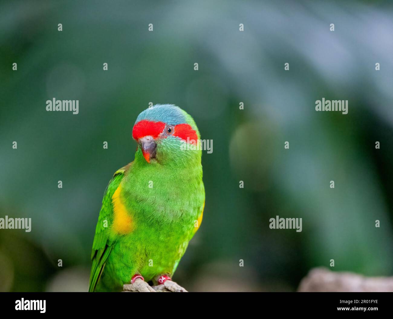 Musk on tree hi-res stock photography and images - Alamy