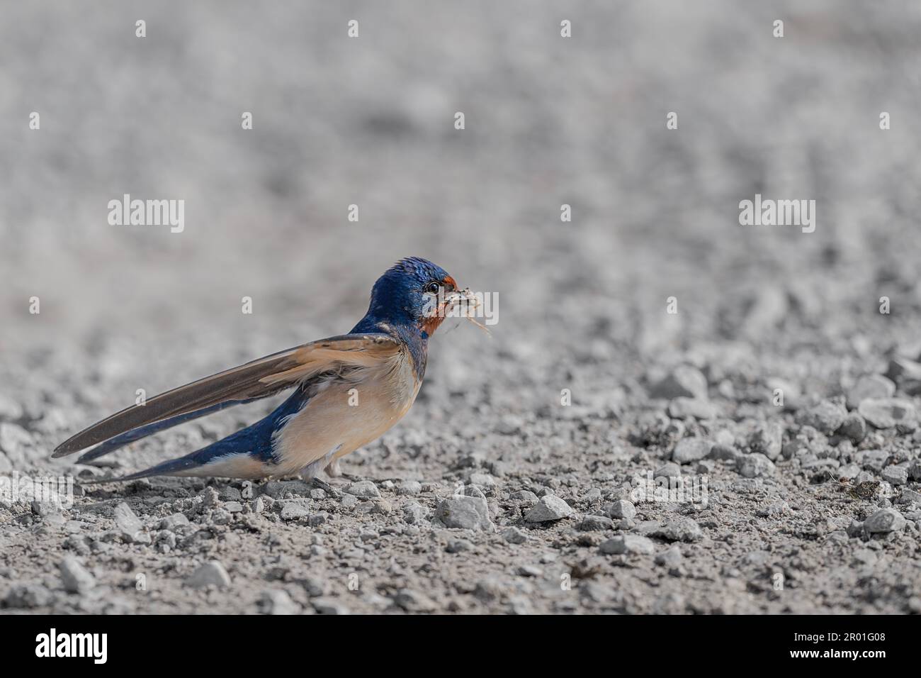 Barn swallow wingspan hi-res stock photography and images - Alamy