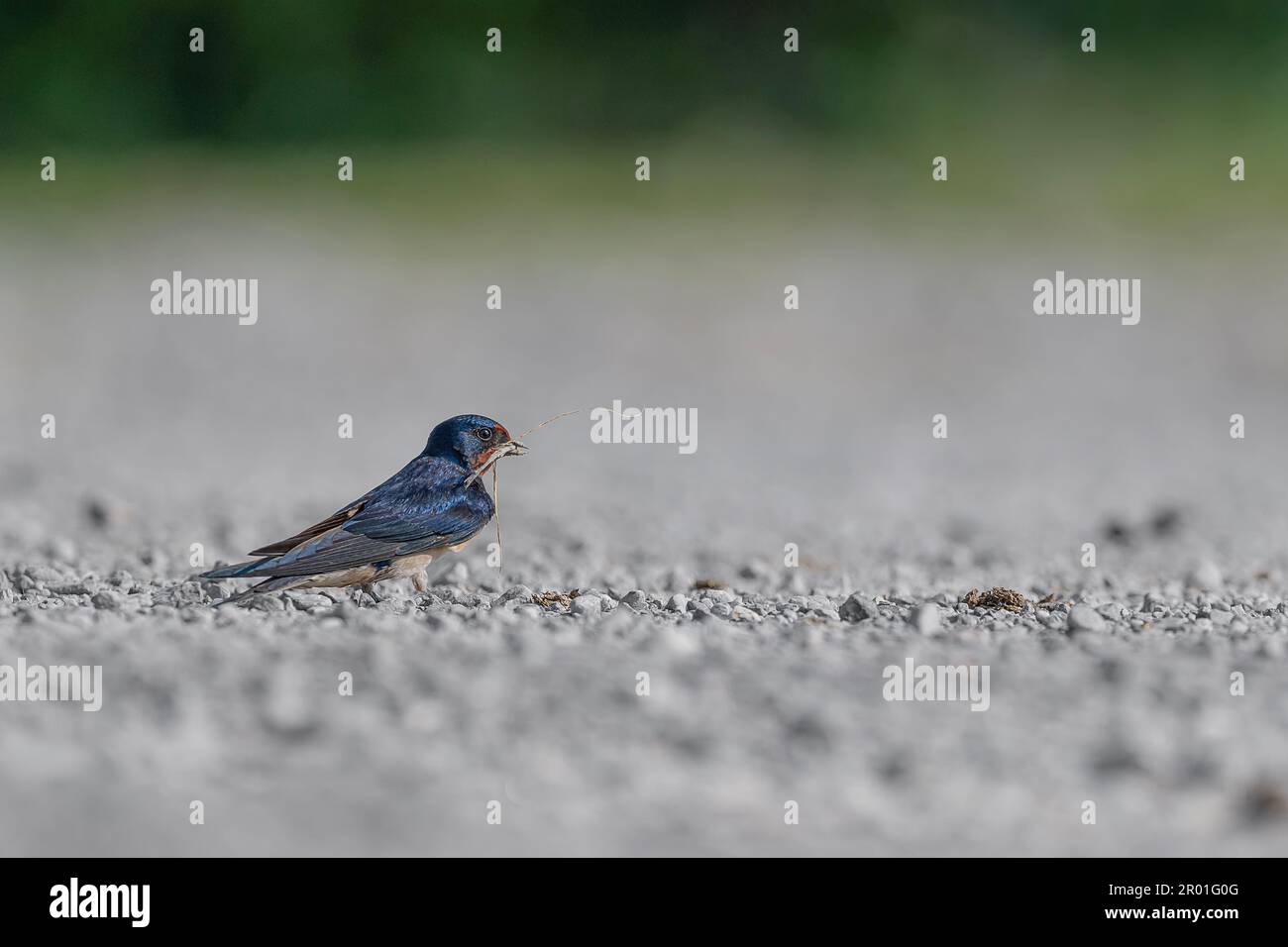 The barn swallow with nest building materials (Hirundo rustica Stock ...