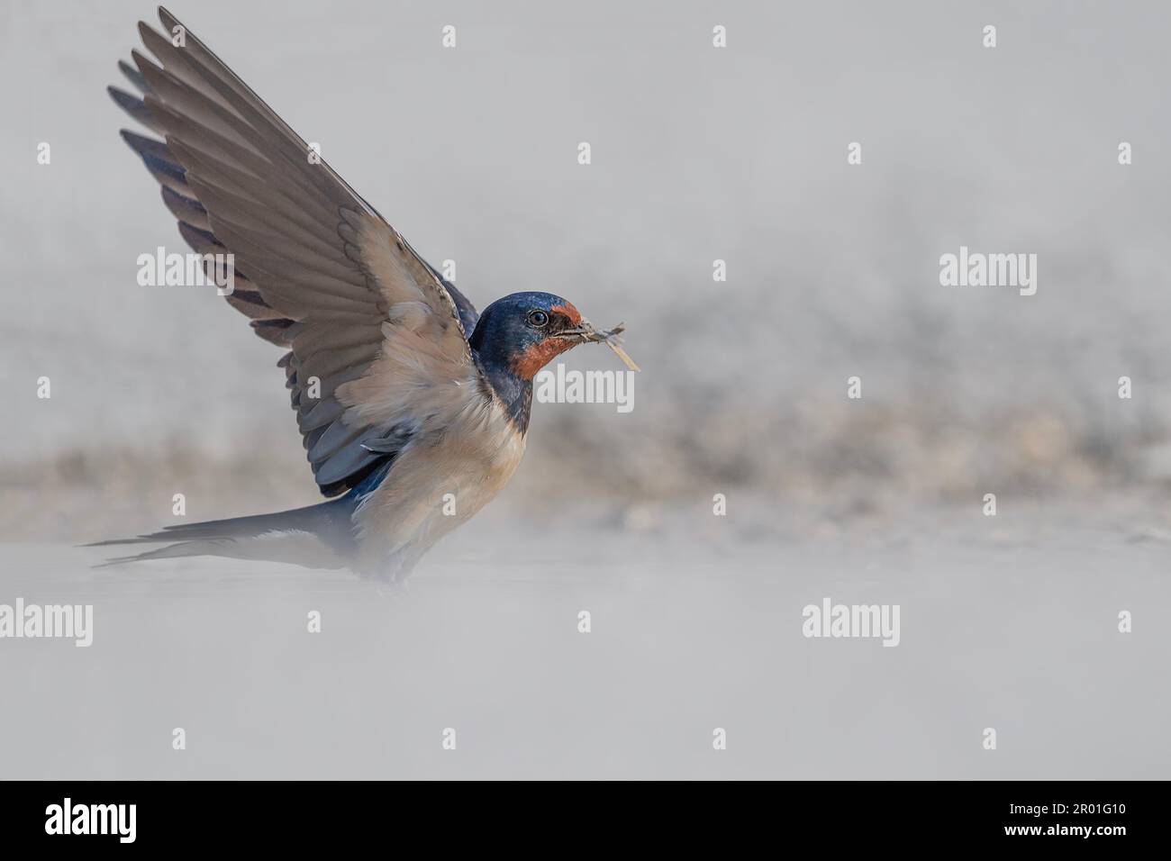 The barn swallow ready to fly to build the nest (Hirundo rustica Stock ...