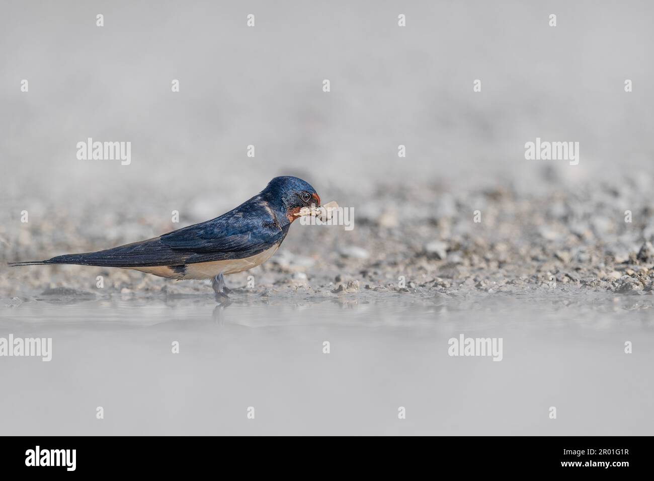 Birdwatching materials hi-res stock photography and images - Alamy
