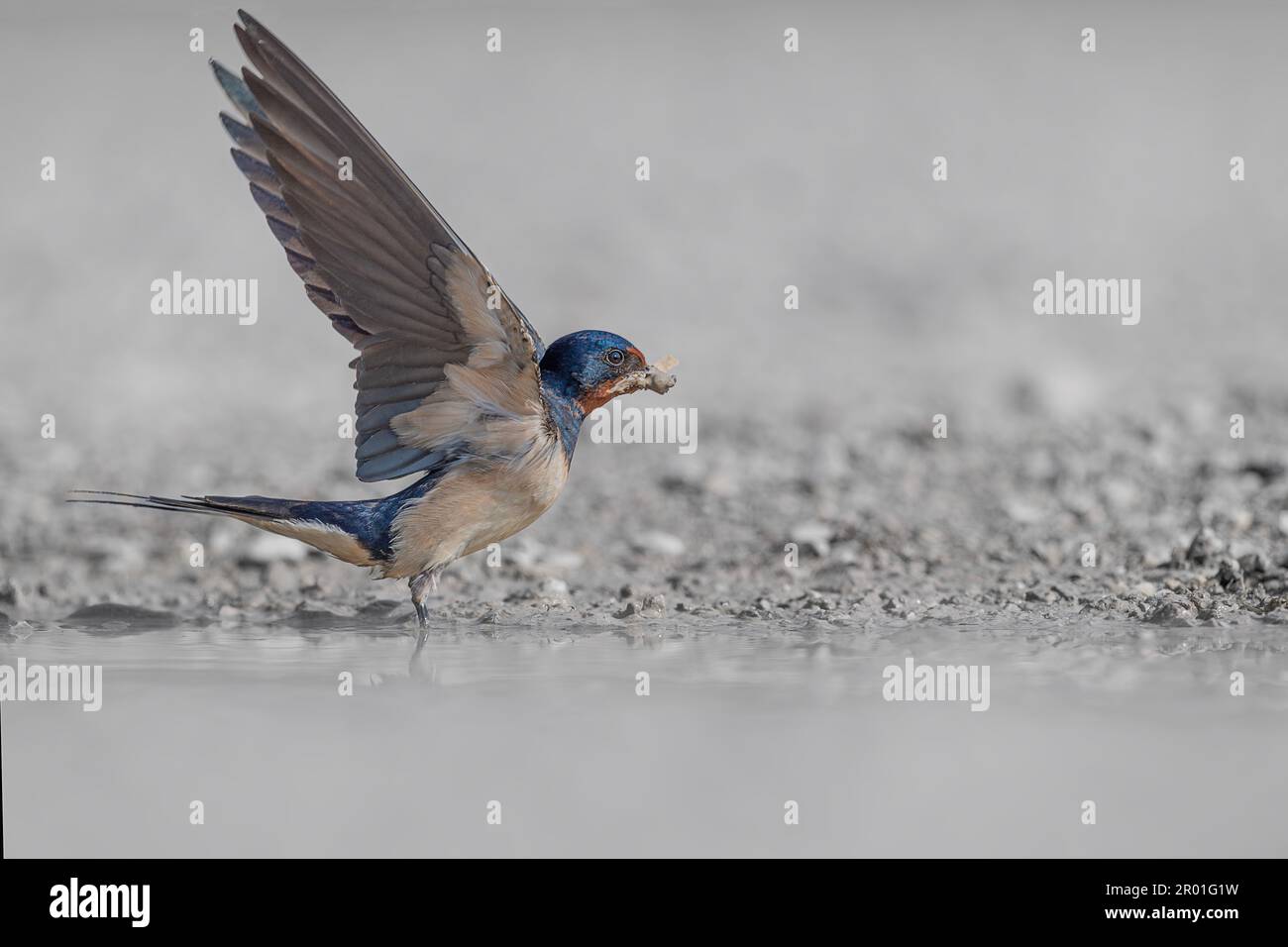 Ready To Start The Barn Swallow With Mud In The Beak To Building Nest Hirundo Rustica Stock