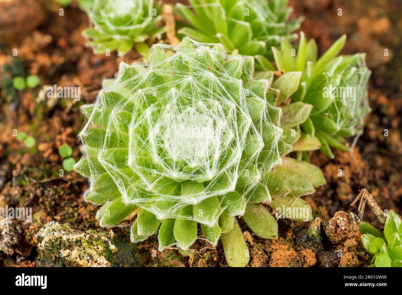 Spider web succulent forming a beautiful background with some parts in ...