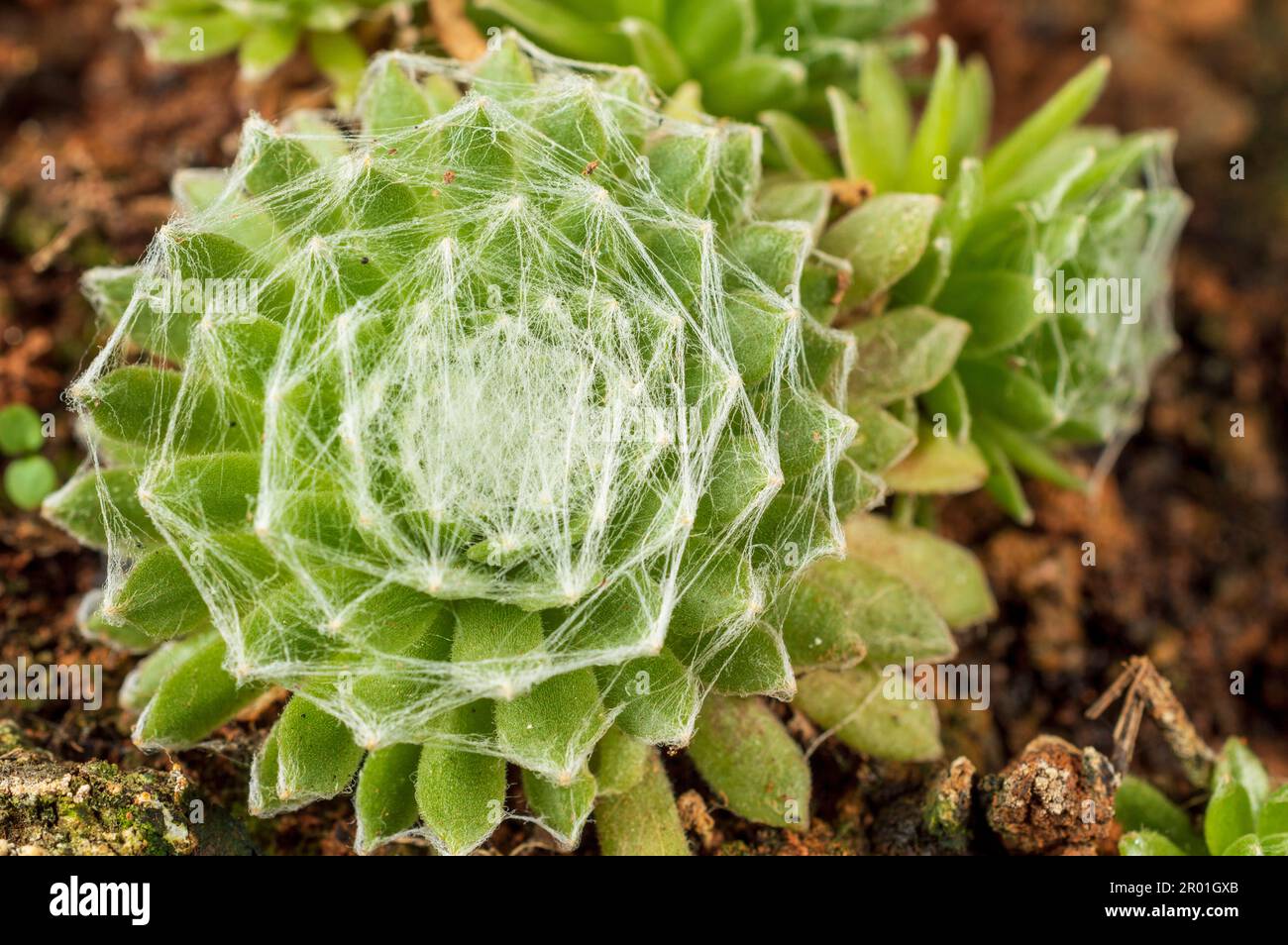Spider web succulent forming a beautiful background with some parts in ...