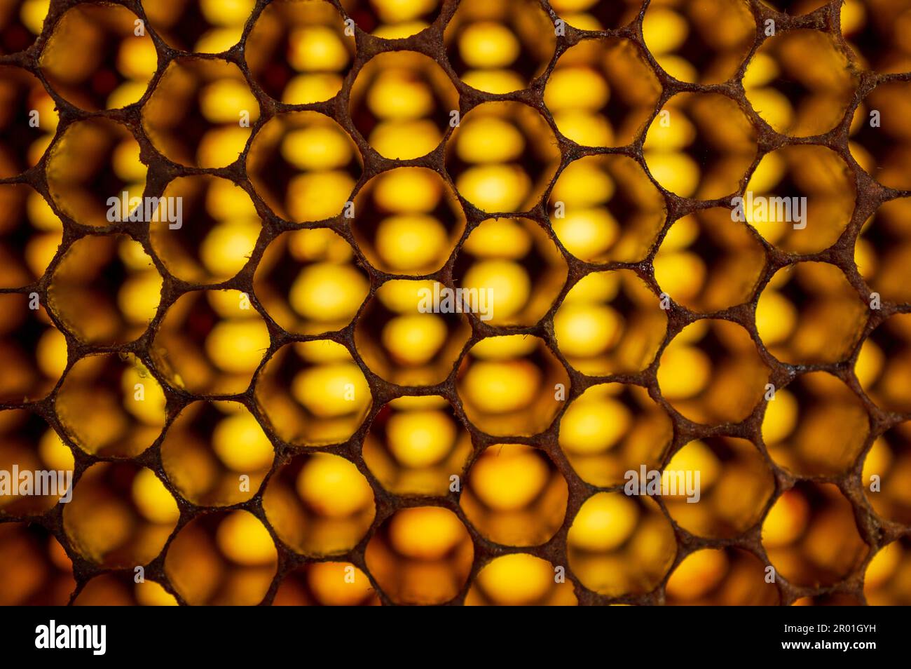 A honey comb is a mass of hexagonal prismatic wax cells built by honey bees in their nests to ...