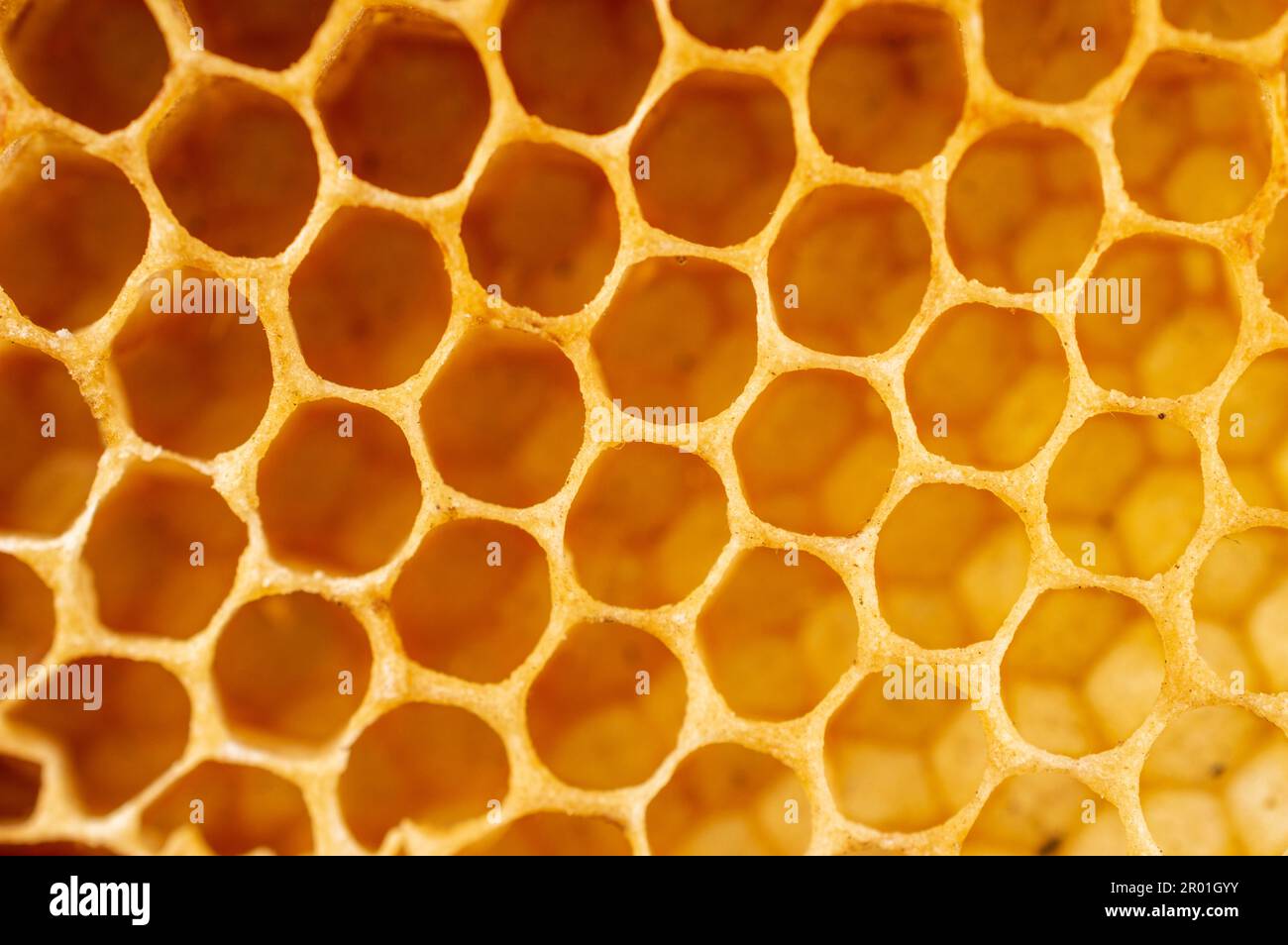 A honey comb is a mass of hexagonal prismatic wax cells built by honey bees in their nests to ...