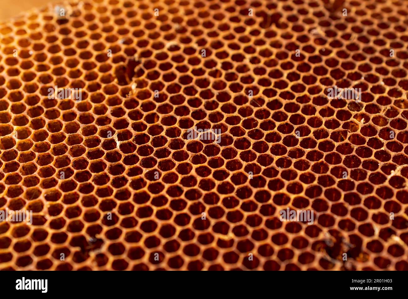 A honey comb is a mass of hexagonal prismatic wax cells built by honey ...