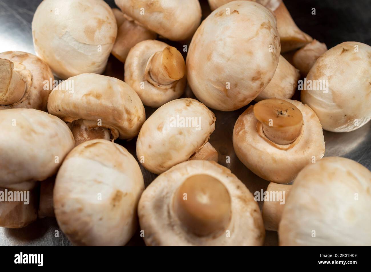Button mushroom is gilled fungus which is the popular mushroom variety ...