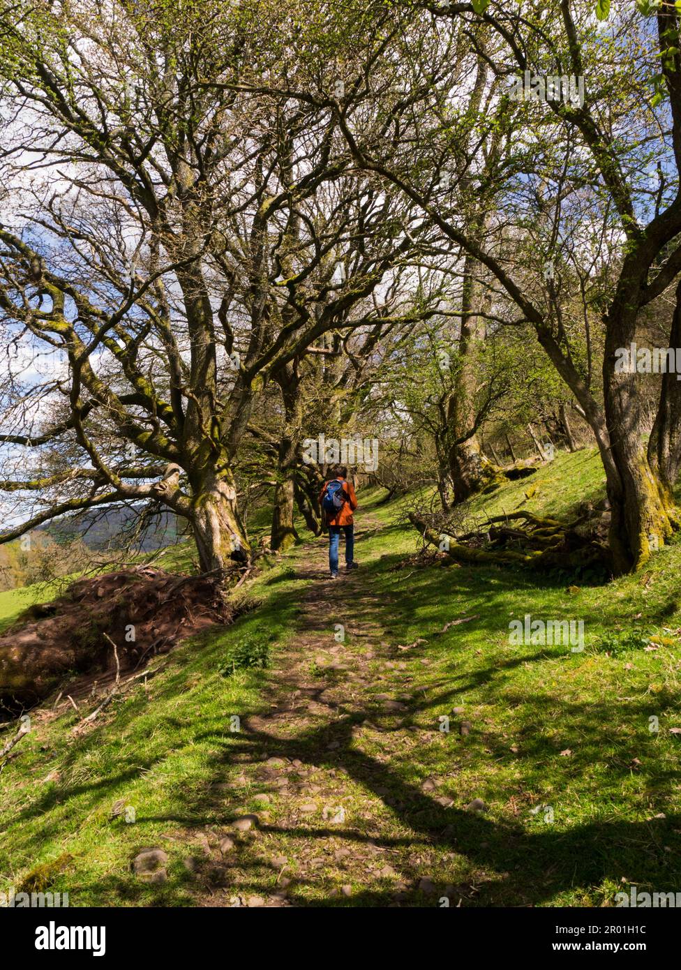 Woman walking short way marked trail from talybont on usk hi-res stock ...