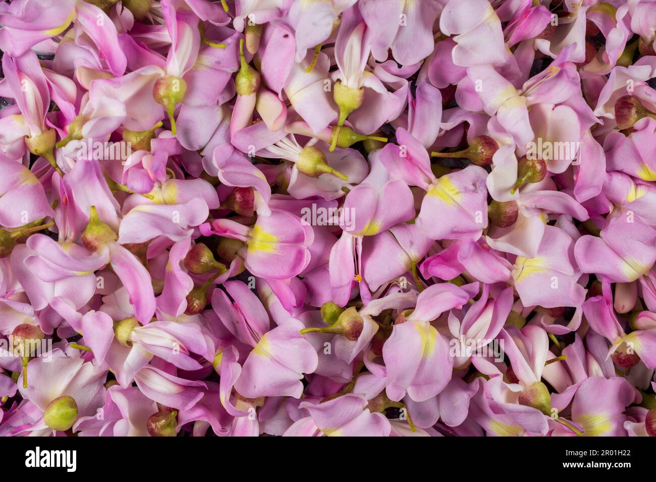 Wallpaper of indian tree hi-res stock photography and images - Alamy