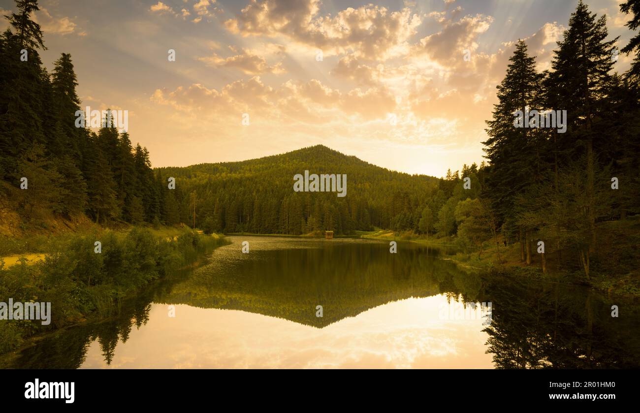 Pine forest sunset hi-res stock photography and images - Alamy