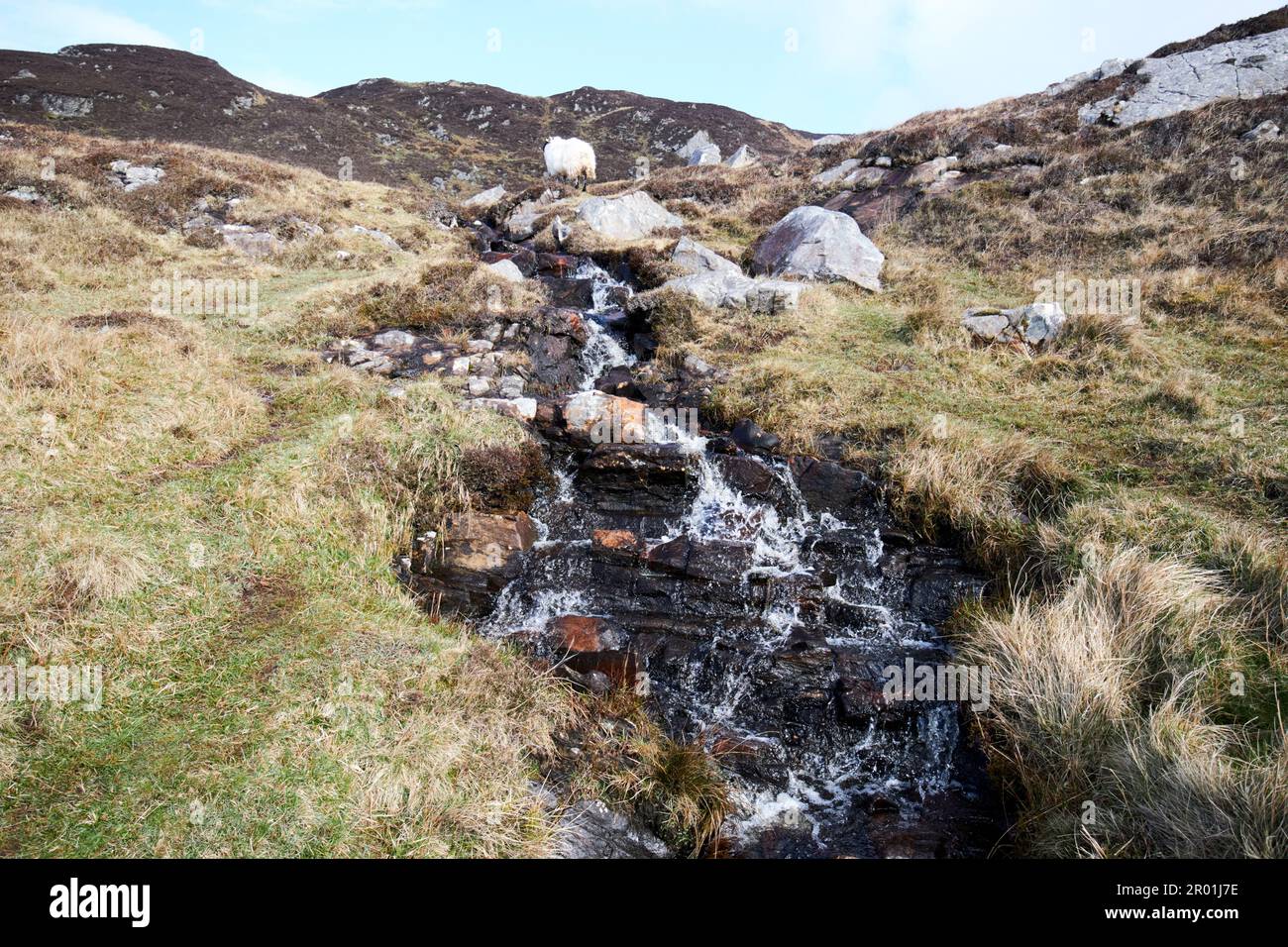 peaty stream with sheep at the top near slieve league county donegal ...