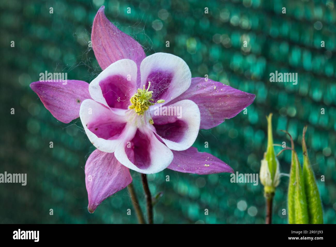 Plant aquilegia hi-res stock photography and images - Alamy
