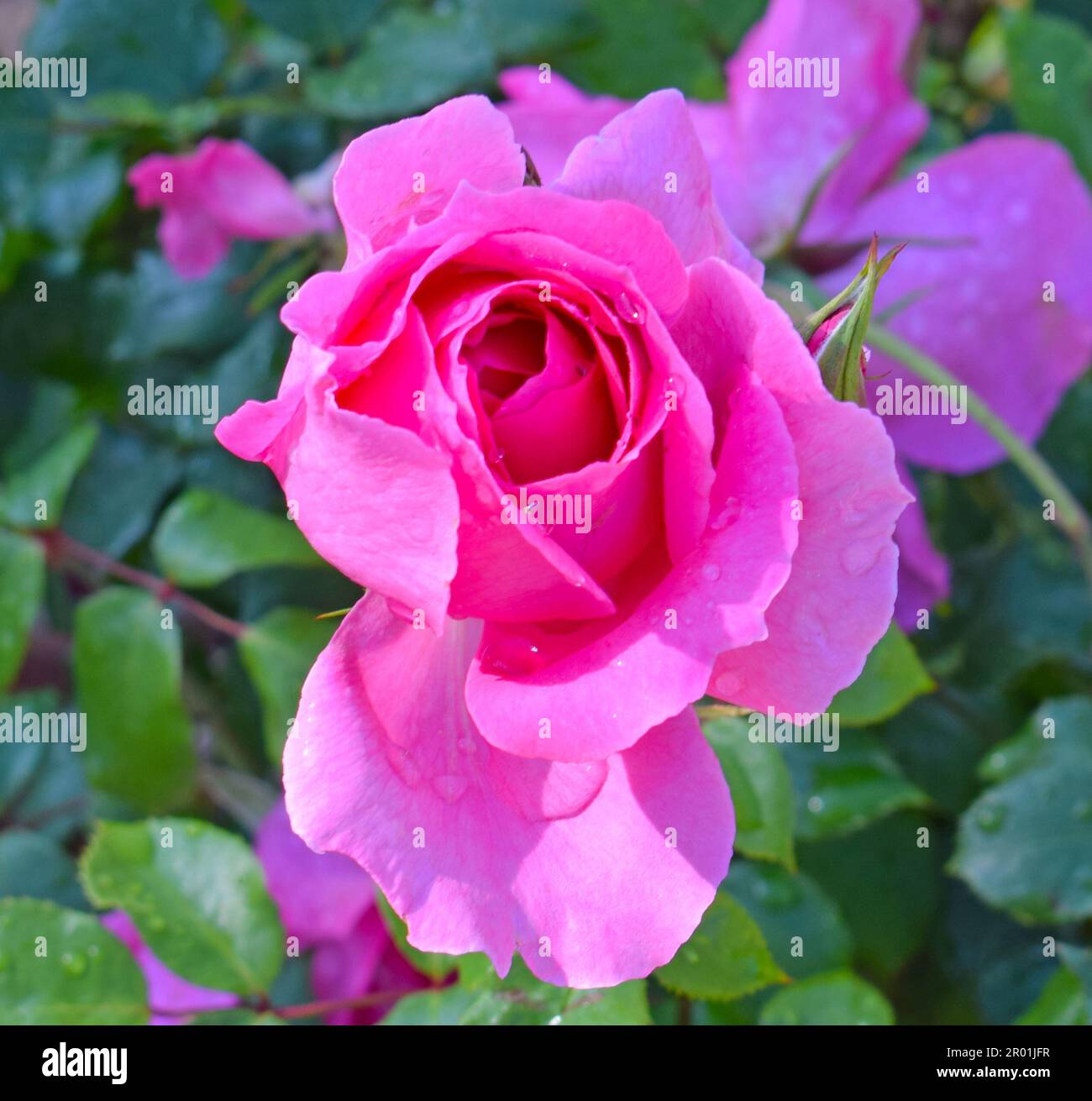 Roses in Cervantes Park, Barcelona Spain Stock Photo - Alamy