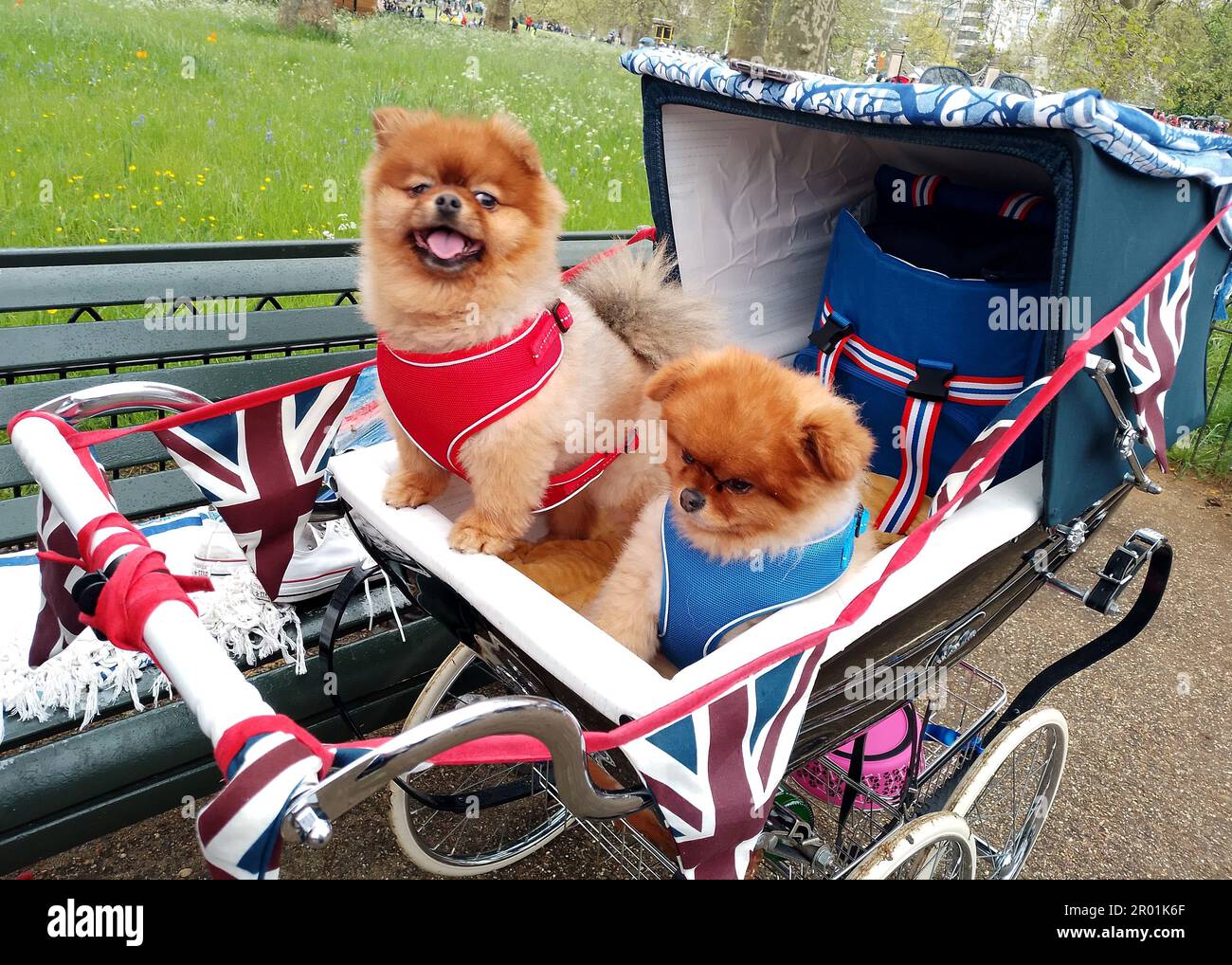 Pomeranian dogs Peanut and Coco in Hyde Park, London, who have been ...