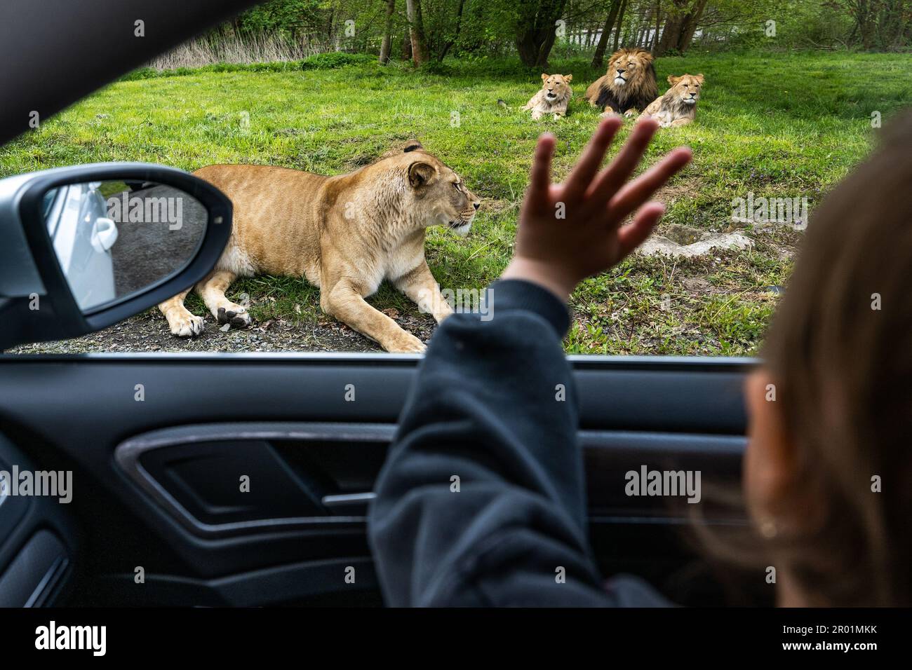 Visitors with own car in African Safari and Lion Safari in ZOO Safari ...