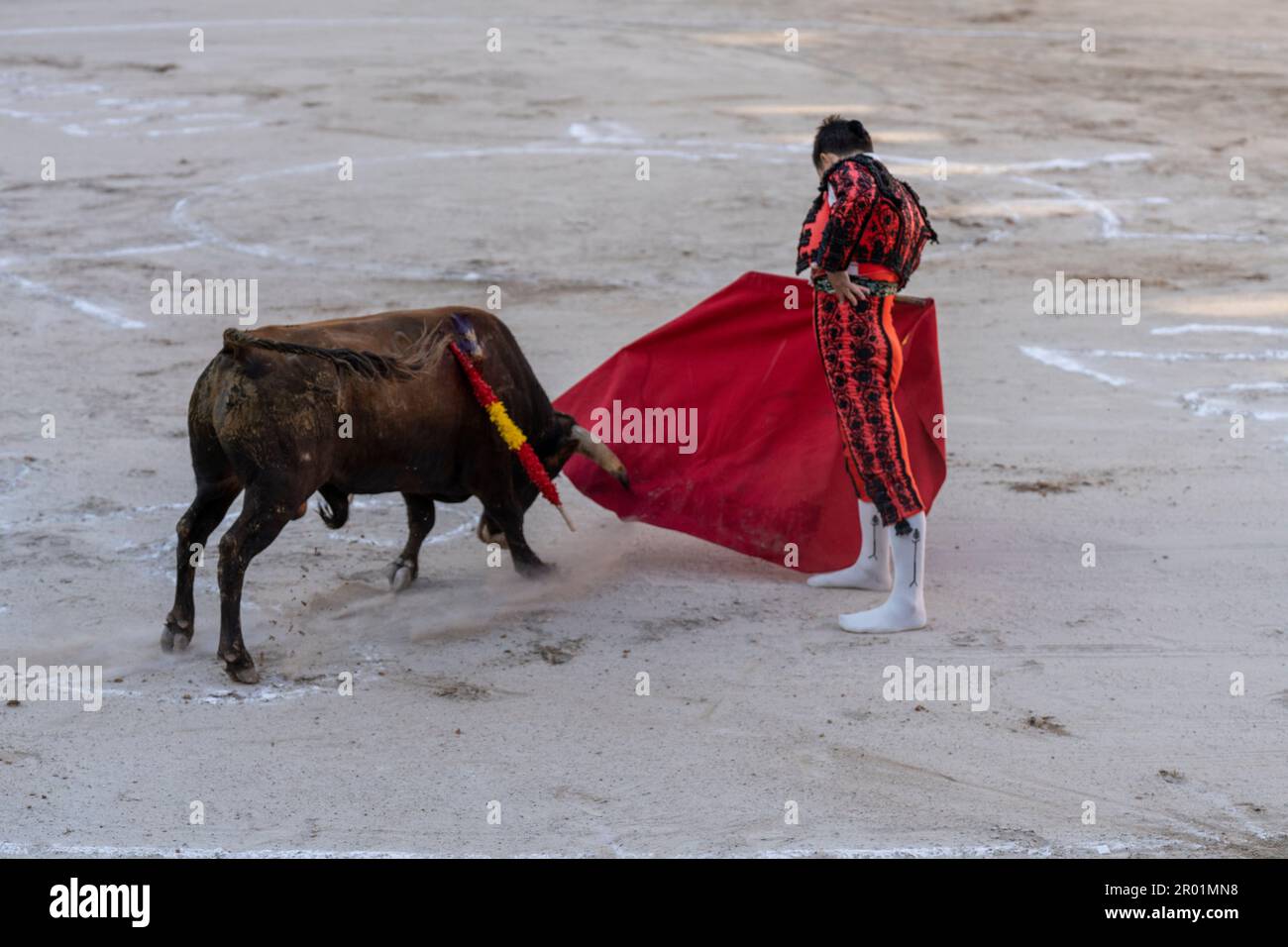 bullfighter capping a steer, heifer bullfight, Inca, Majorca, Balearic ...
