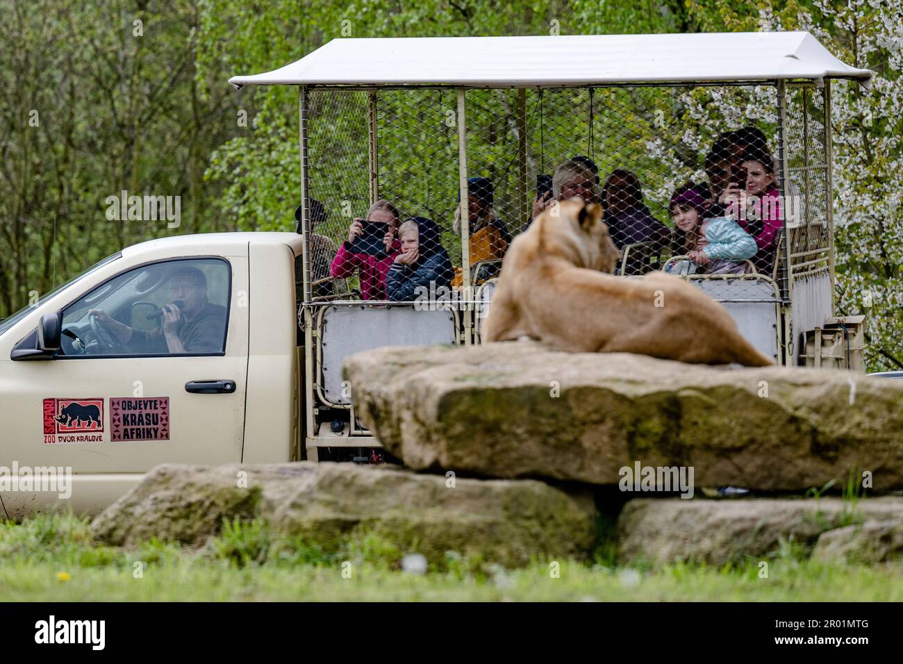 Visitors with own car in African Safari and Lion Safari in ZOO Safari ...