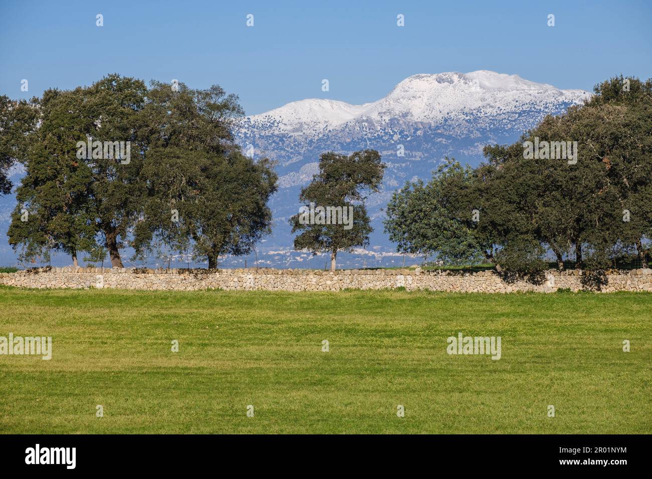 typical traditional stone fence with oak hedge, Sineu, Majorca ...