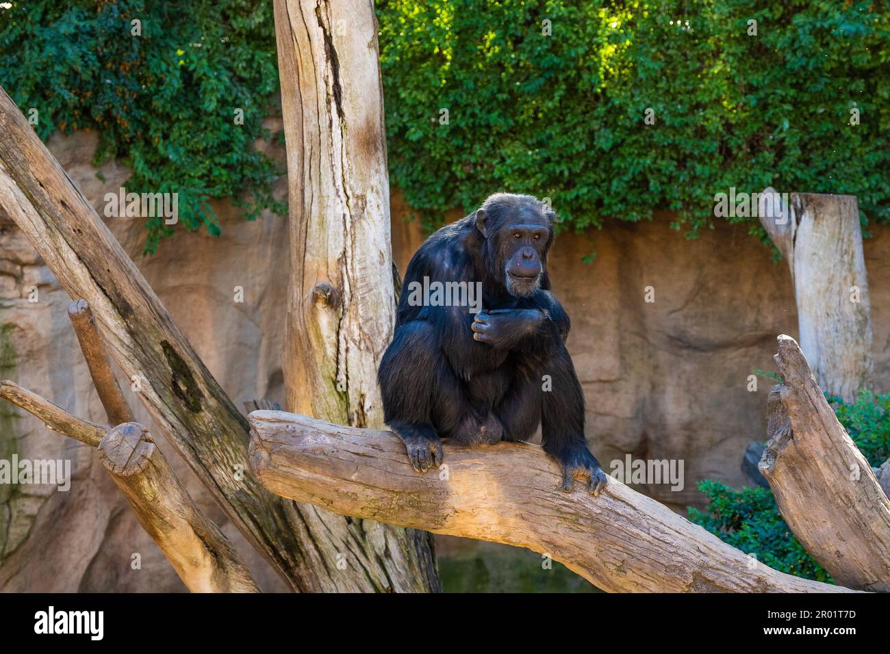 A pygmy chimpanzee sitting on a tree in the zoo, looking at the camera ...