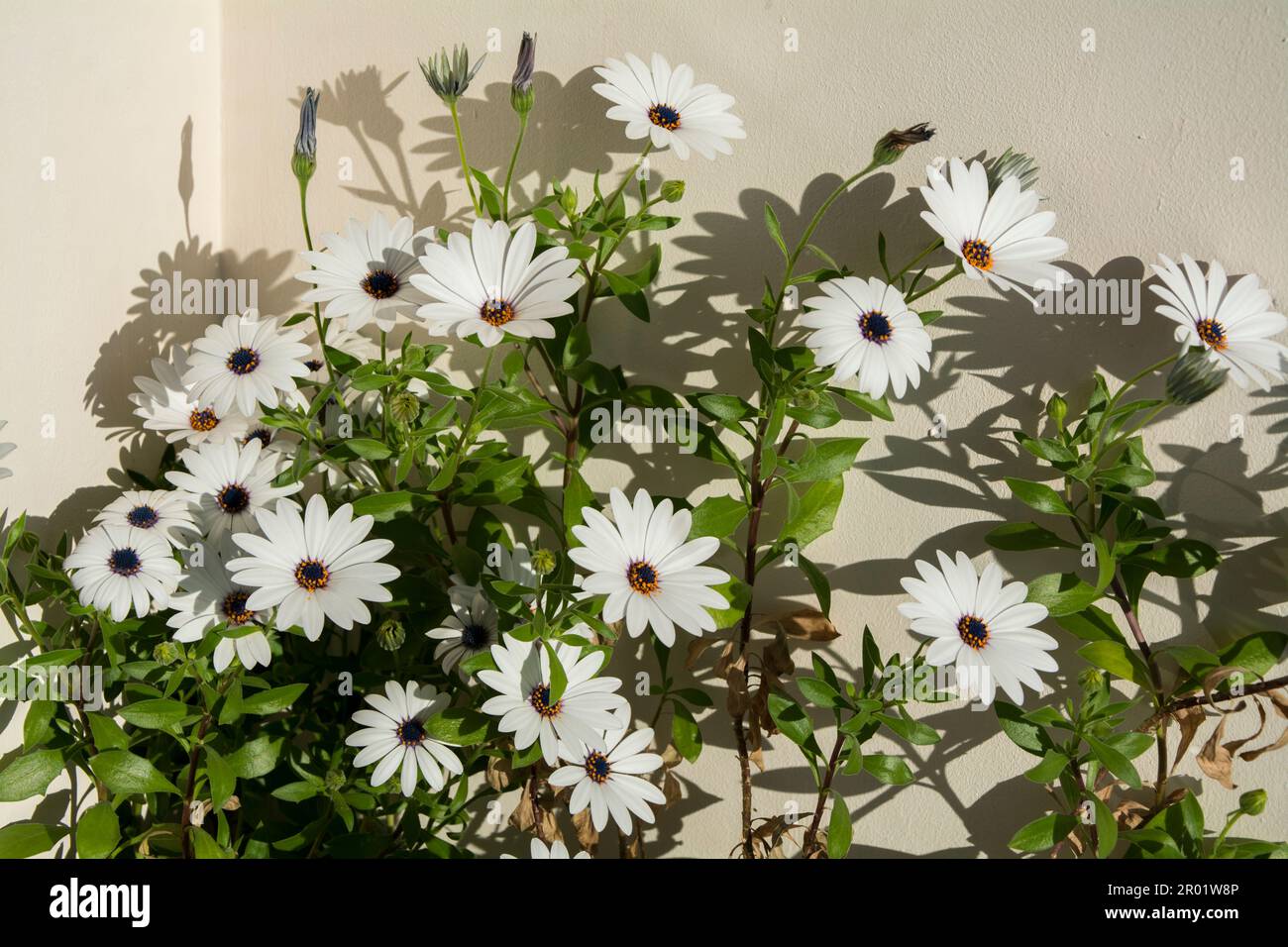 Cape weed hi-res stock photography and images - Alamy