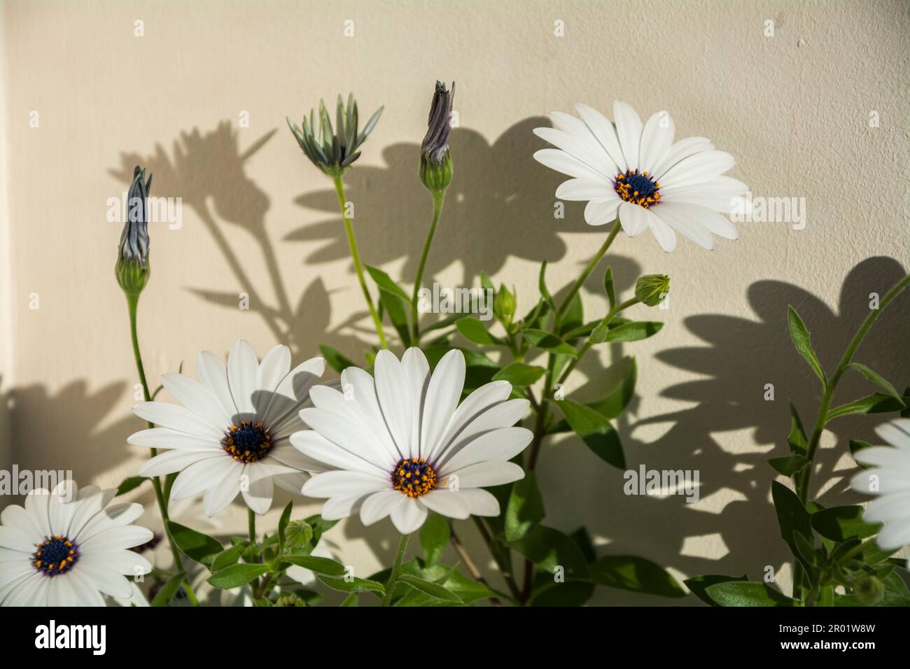 White daisy hi-res stock photography and images - Alamy