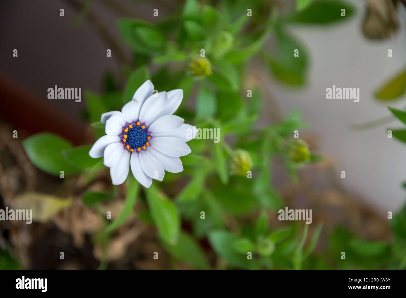 Star of the veldt hi-res stock photography and images - Alamy