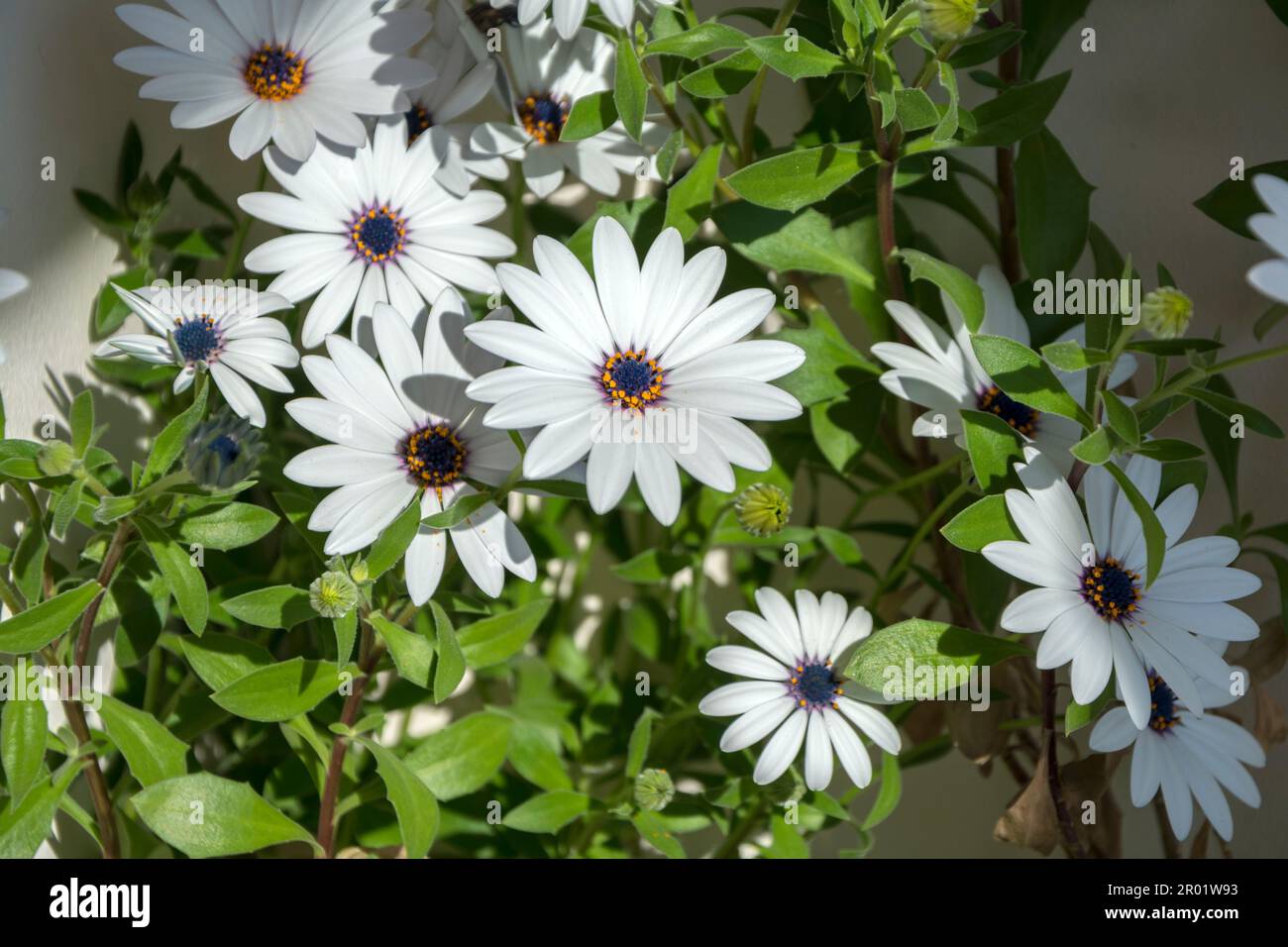 White flowers of Sundays River daisy in the morning light of a sunny ...