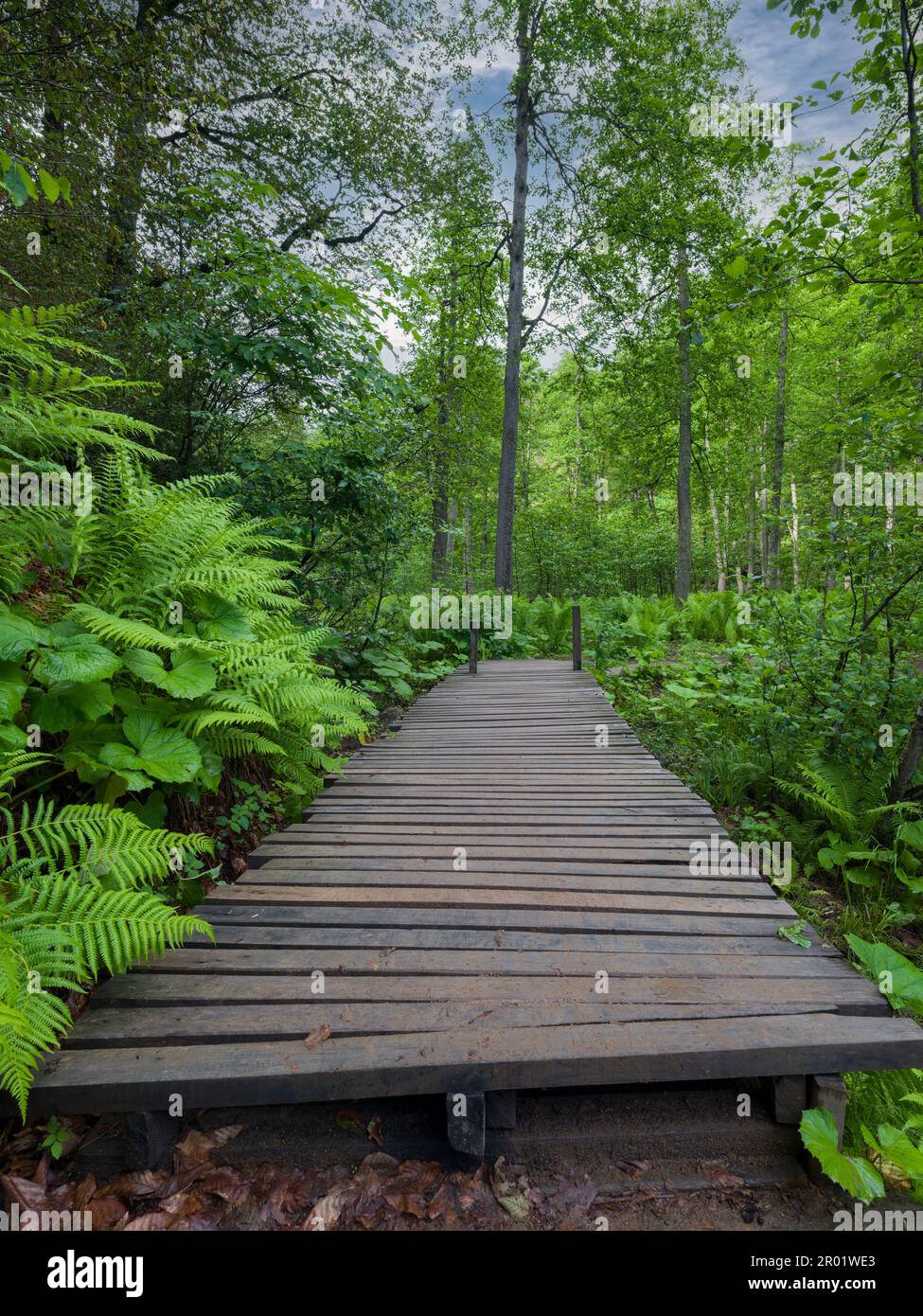 Black Lake ( Karagöl ) nature park wooden walkway. Turkey's most ...