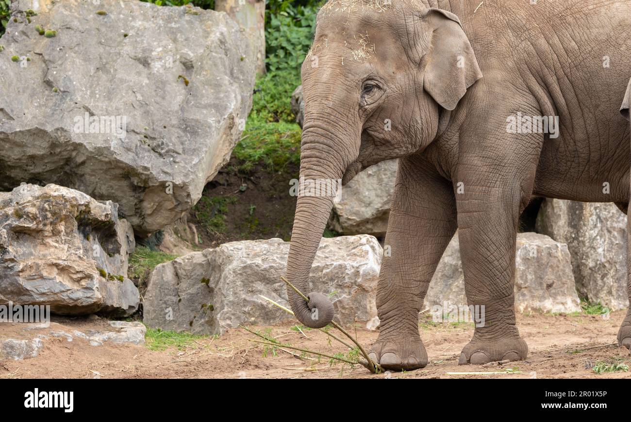 Asian elephant elephas maximus close hi-res stock photography and ...