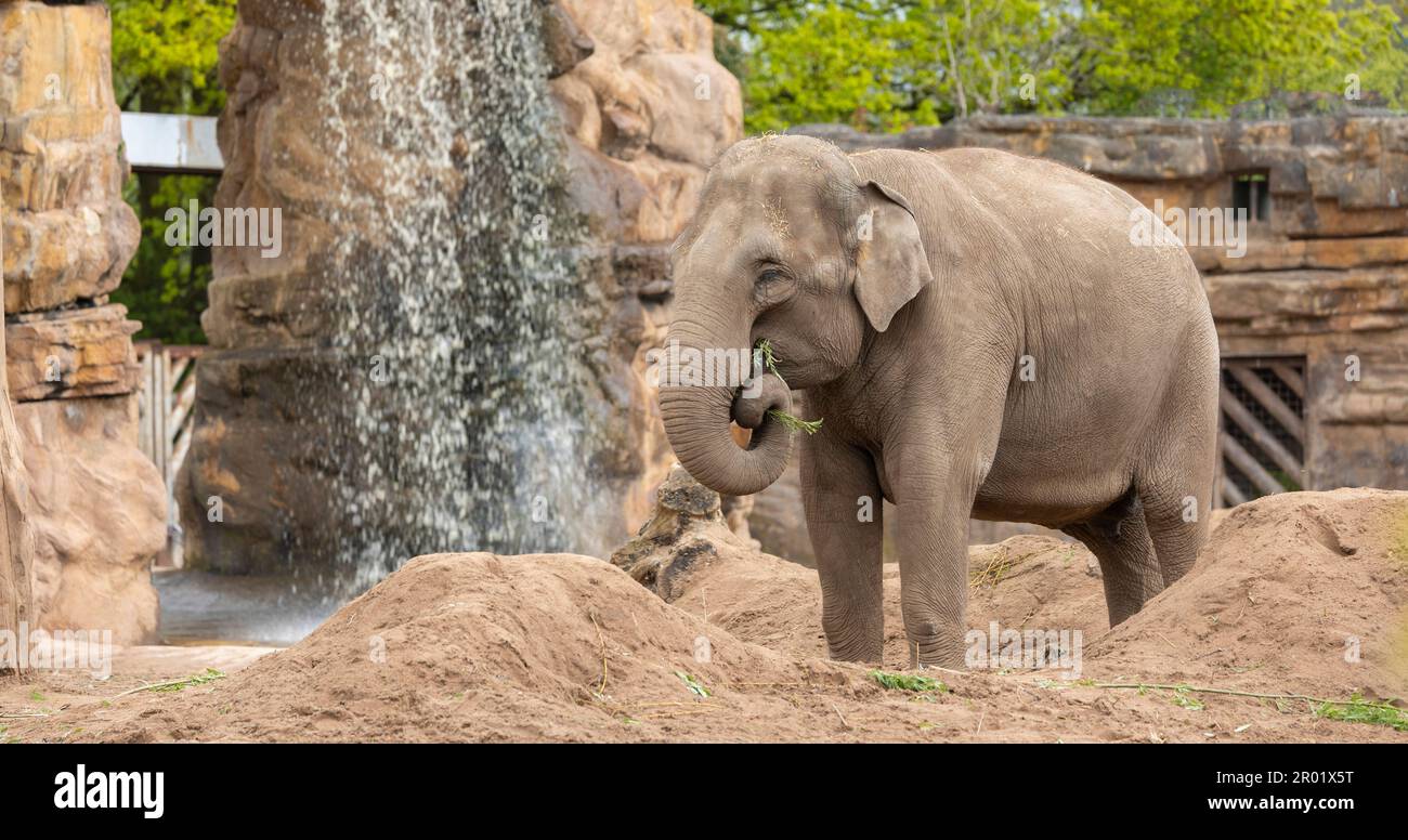 Asian Elephant Elephas maximus in a zoo Stock Photo - Alamy
