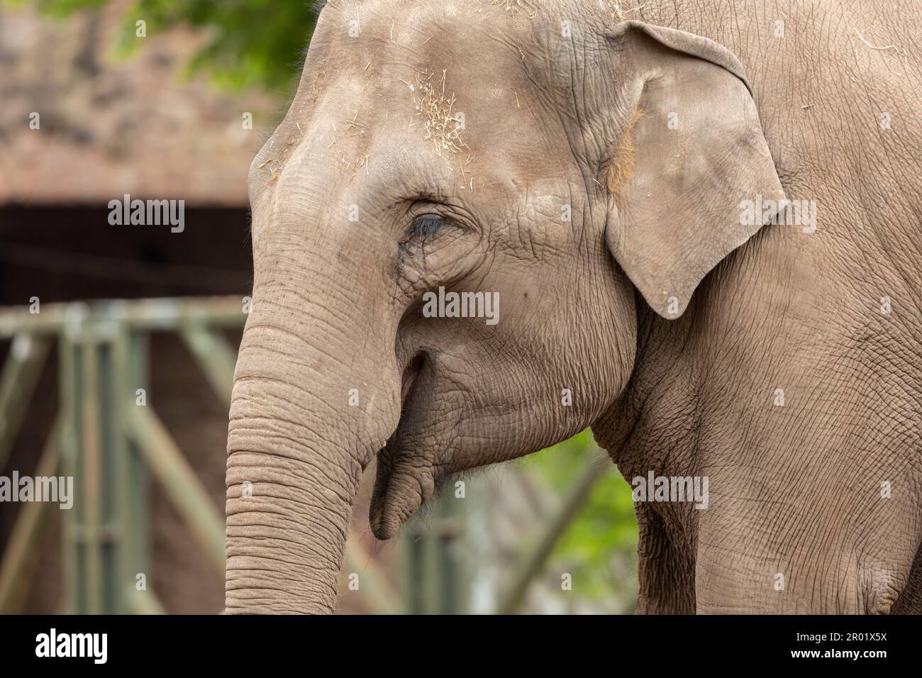 Asian Elephant Elephas maximus in a zoo Stock Photo - Alamy