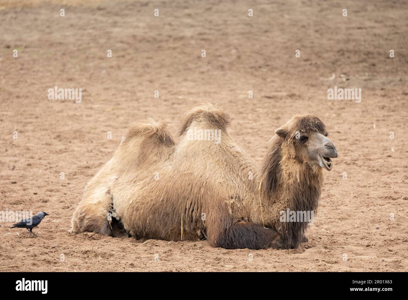Camel Sitting on the Ground at Zoo, jackdaw looking for nest material Stock Photo - Alamy